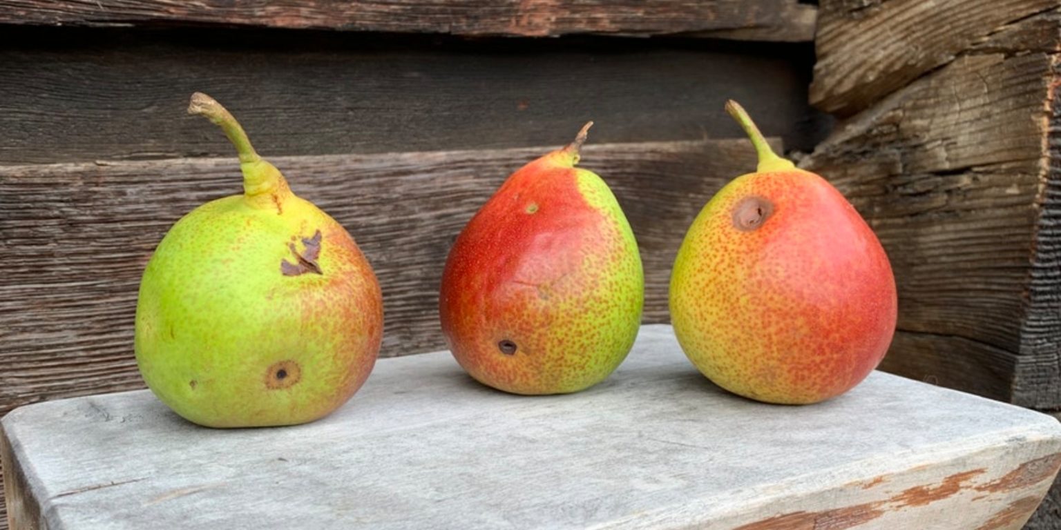 Même des poires touchées par la grêle peuvent être consommées. La ...
